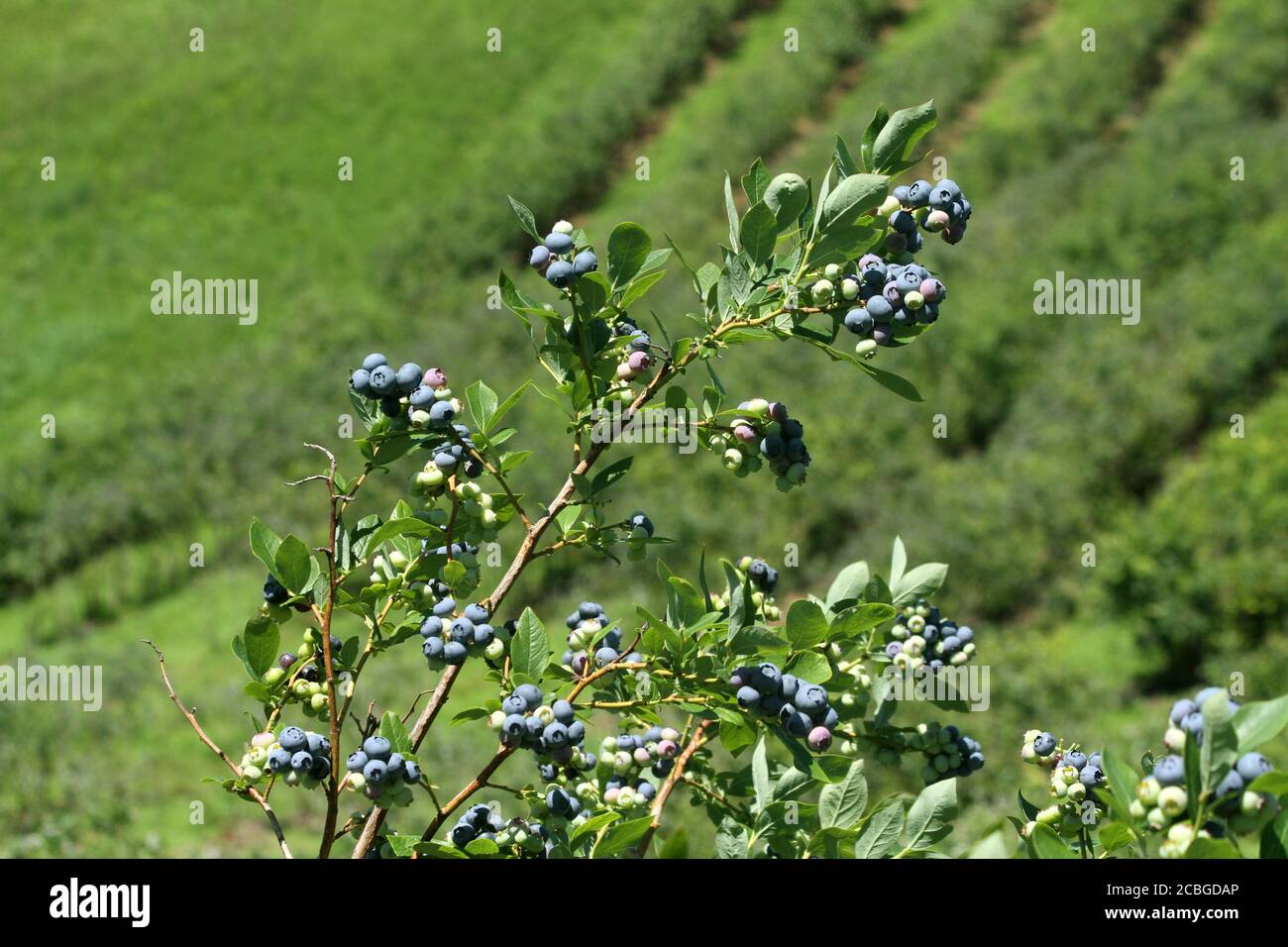Blueberry bush at a farm Stock Photo - Alamy