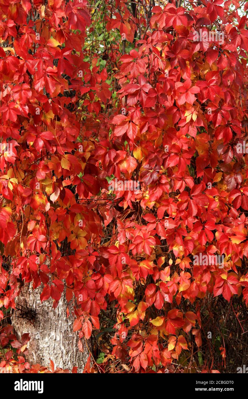 Virginia creeper vine in autumn Stock Photo - Alamy