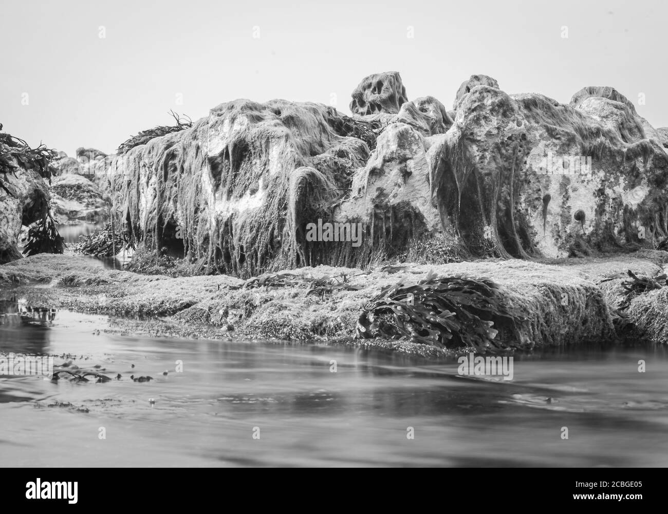 Sea plant rock Black and White Stock Photos & Images - Alamy