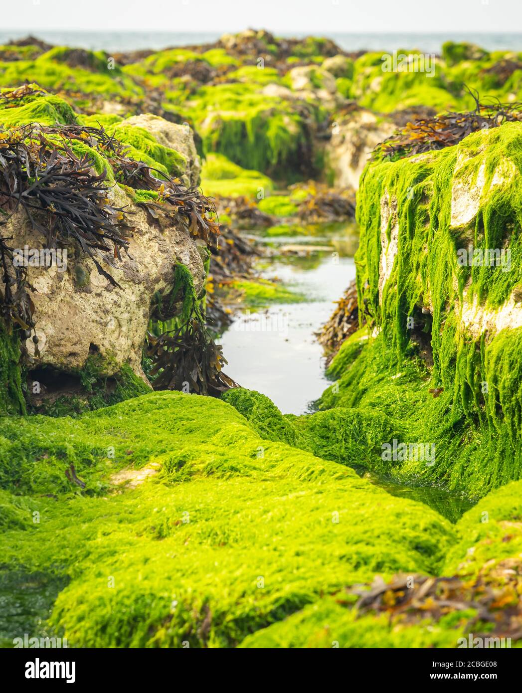 Seaweed shapes hi-res stock photography and images - Alamy