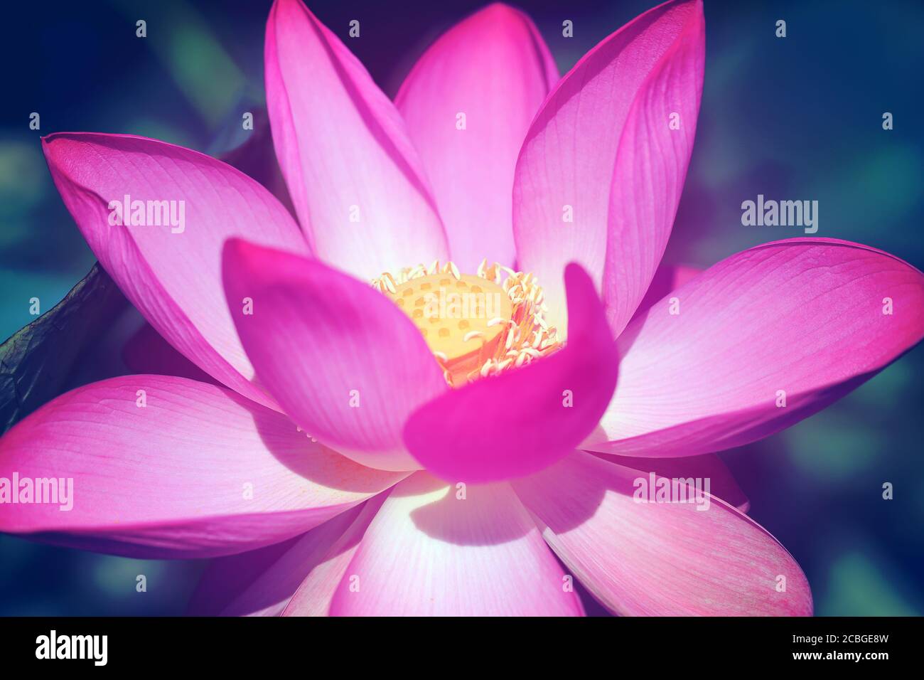 Beautiful photo with pink wonderful lotuses in the lagoon. Example of a ...