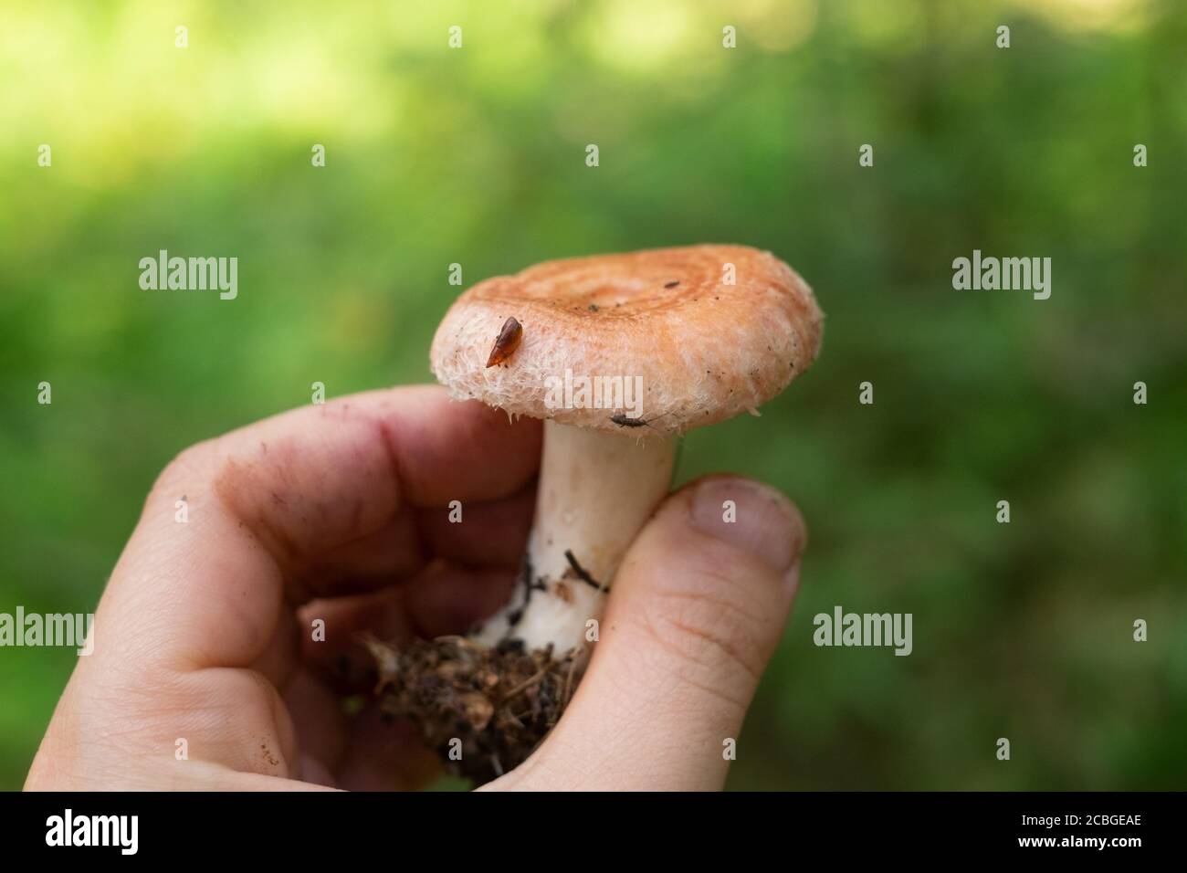 Lactarius torminosus or woolly milkcap is a large agaric fungus Stock ...