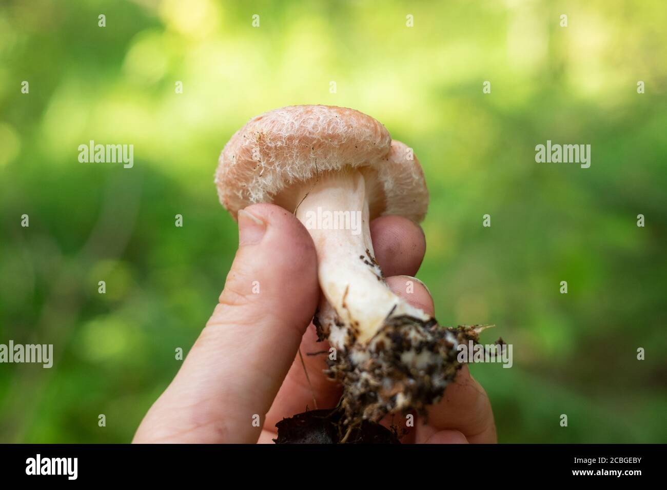 Lactarius torminosus or woolly milkcap is a large agaric fungus Stock ...