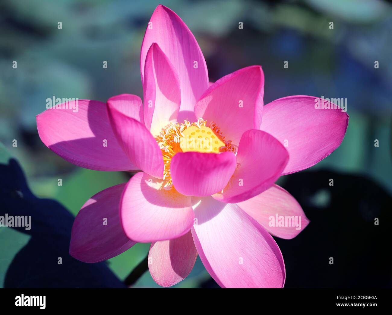 Beautiful photo with pink wonderful lotuses in the lagoon. Example of a ...