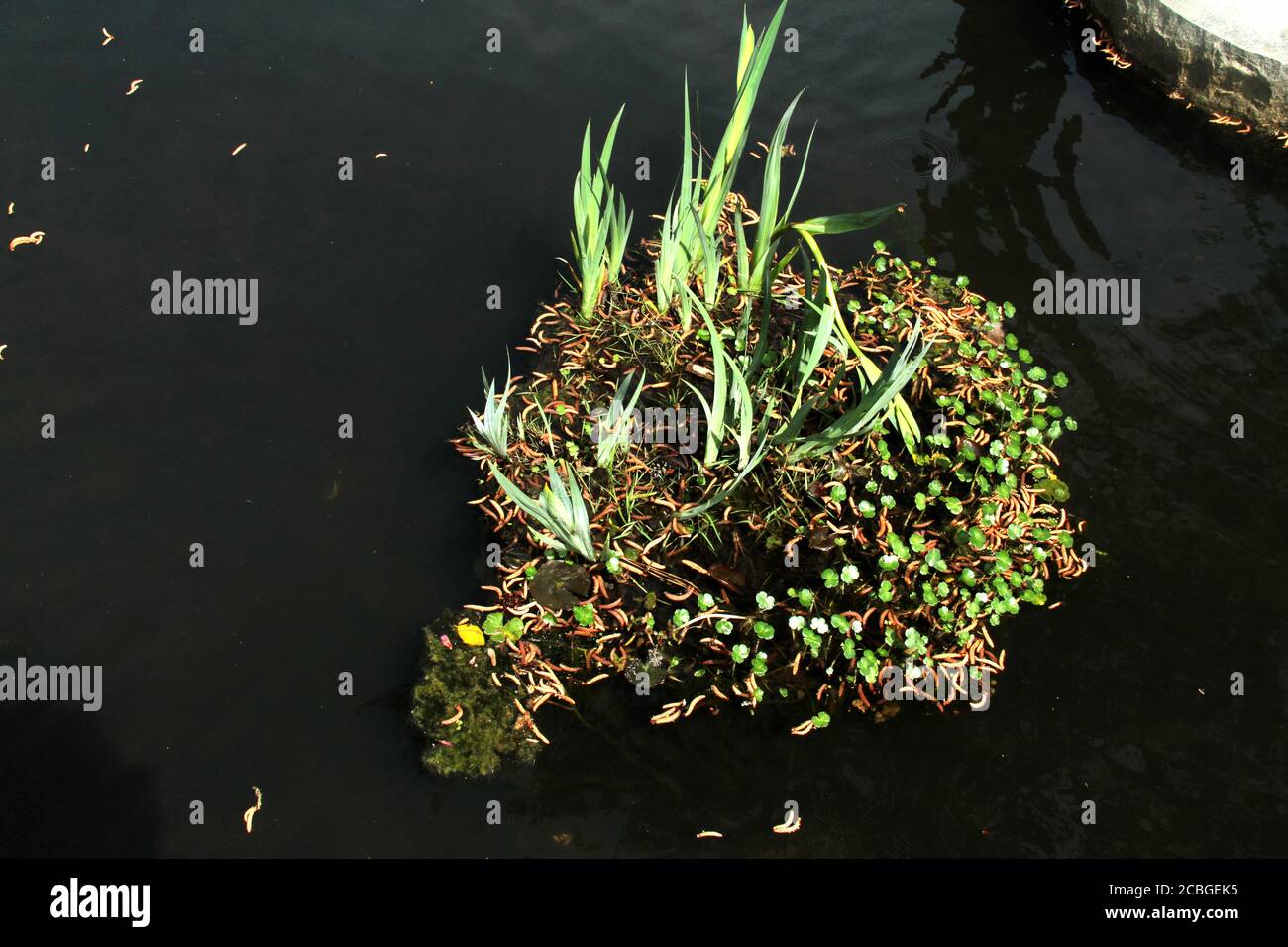 Floating water plants on pond in springtime Stock Photo - Alamy