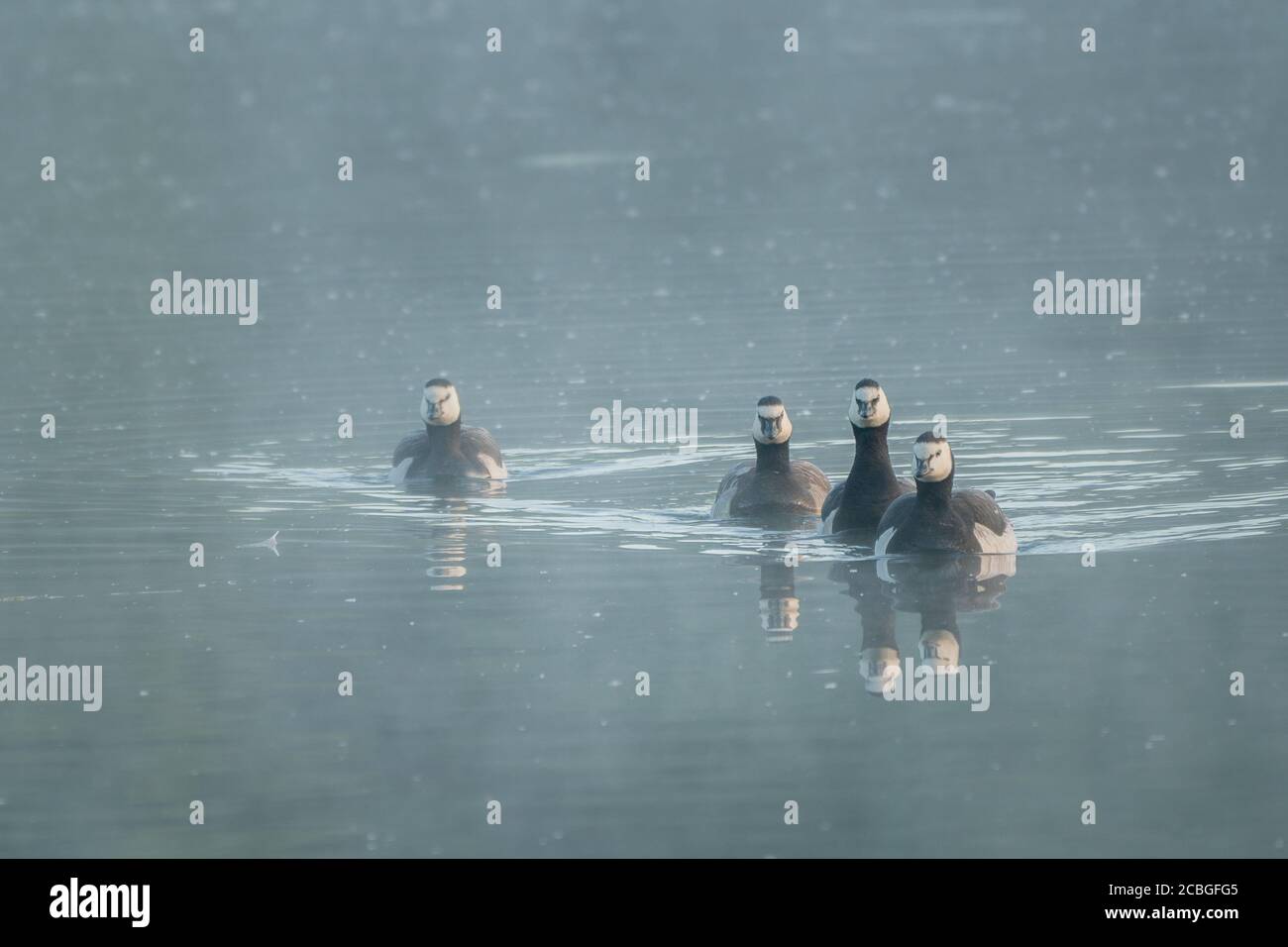 Four barnacle geese swimming on the dark hazy water of the Dune Lake ...