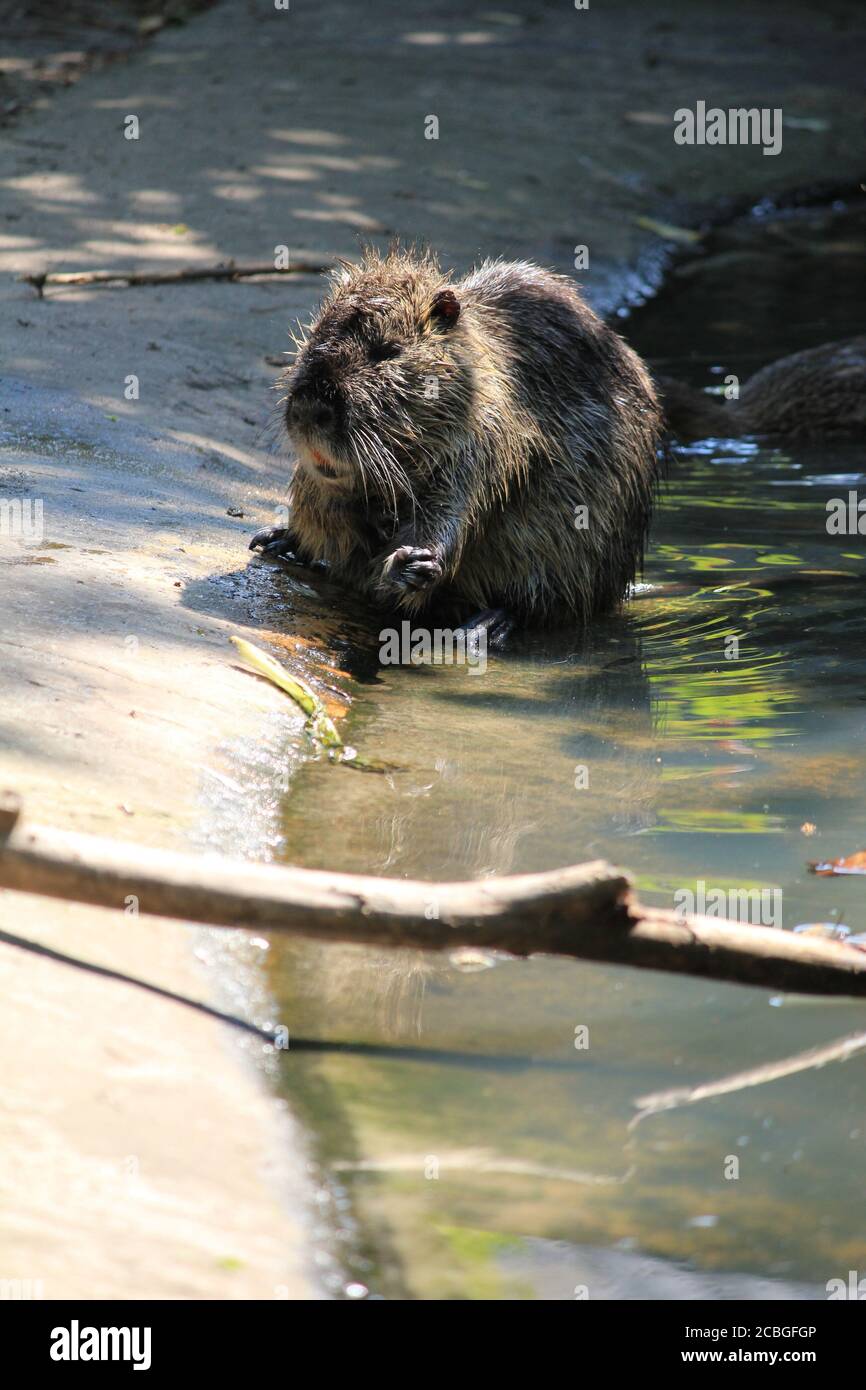 Floating beaver tail hi-res stock photography and images - Alamy