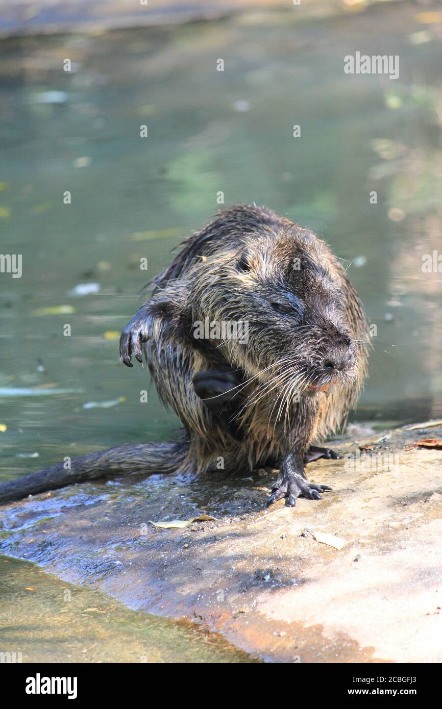 Family myocastoridae hi-res stock photography and images - Alamy