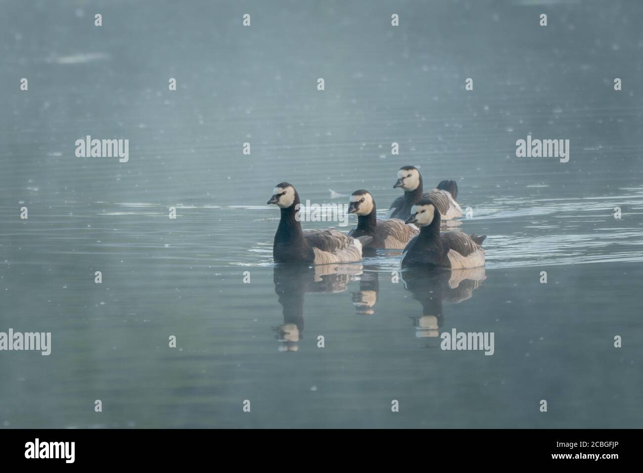Four barnacle geese swimming on the dark, hazy water of the Dune Lake ...