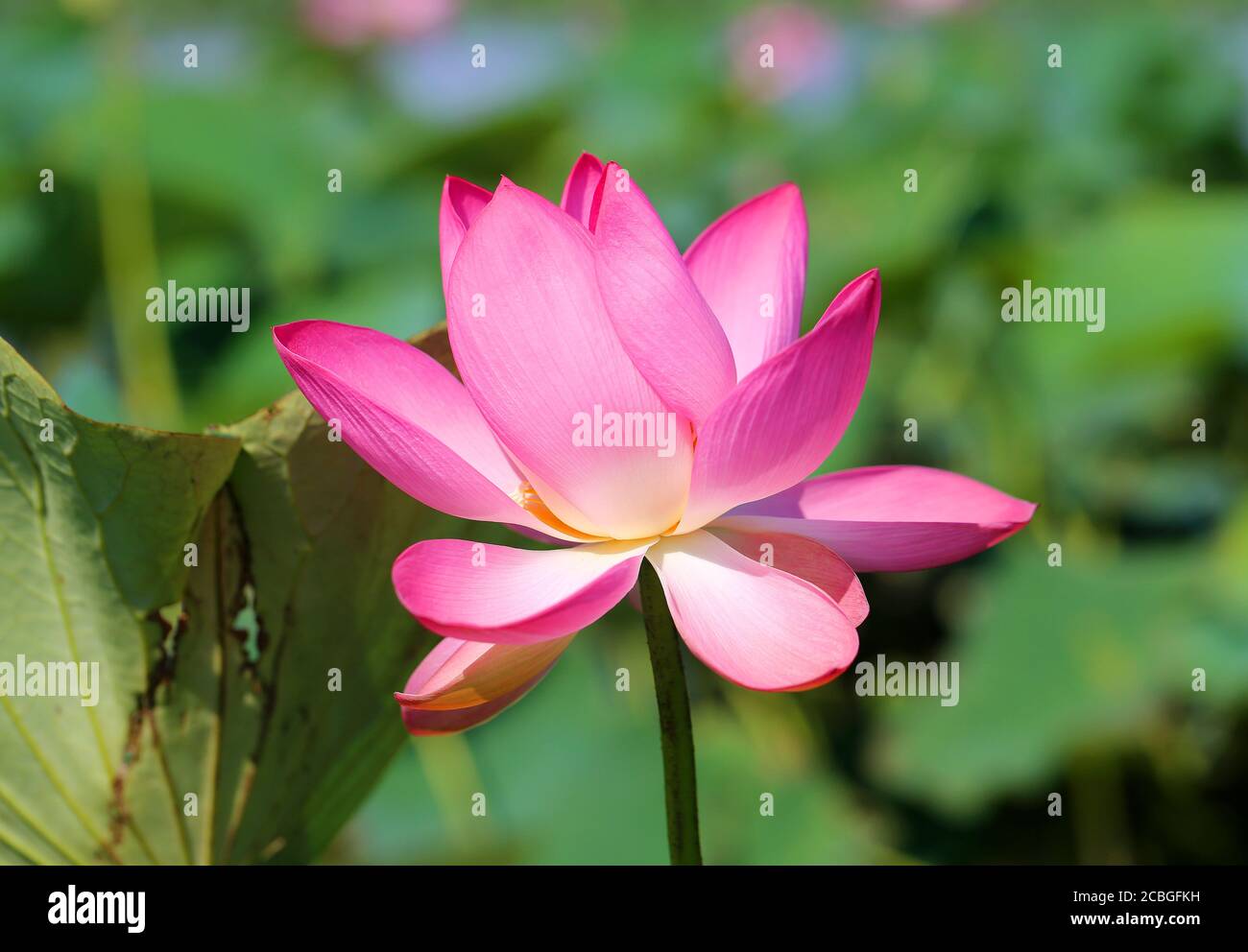 Beautiful photo with pink wonderful lotuses in the lagoon. Example of a ...