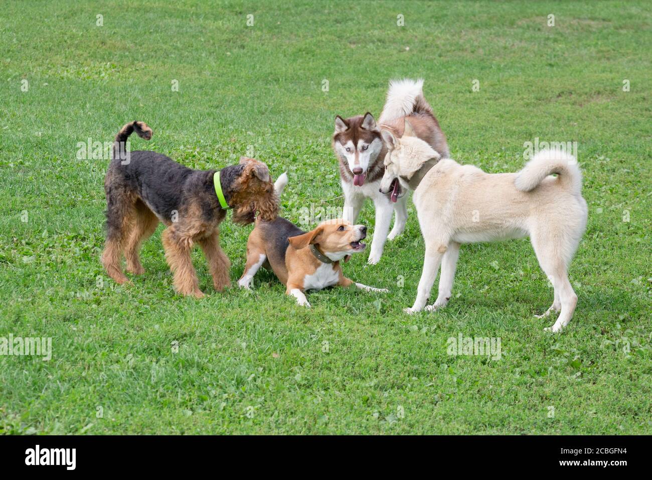Four dogs are playing on a green grass in the summer park. Pet animals ...