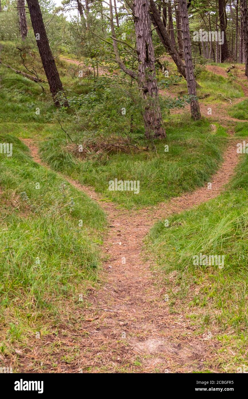 Fork in a woodland path Stock Photo - Alamy