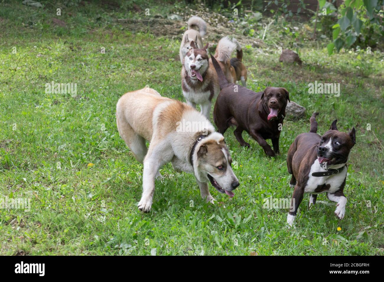 Six dogs are running on a green grass in the summer park. Pet animals ...