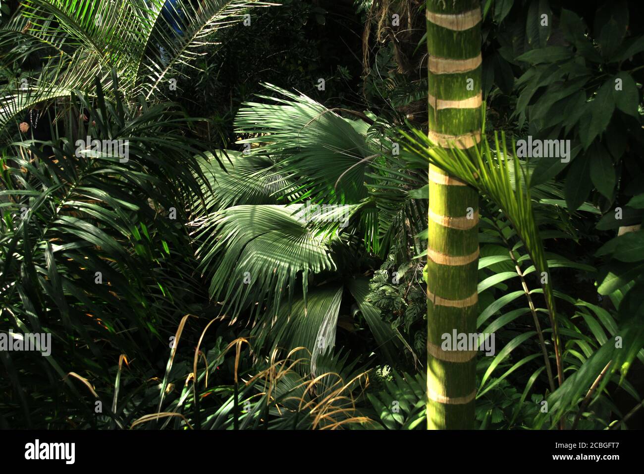 Large palm branches hi-res stock photography and images - Alamy