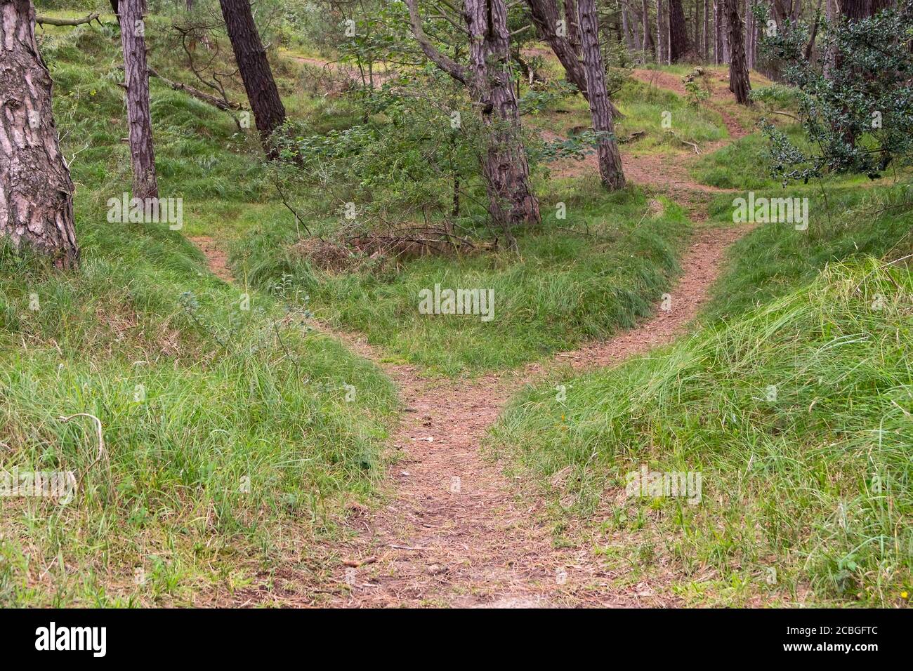 Fork in a woodland trail Stock Photo - Alamy