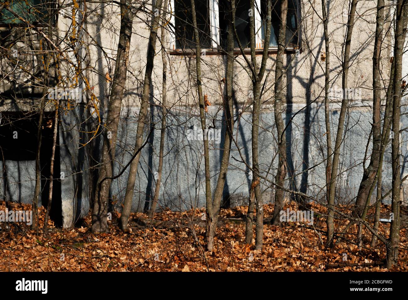 Trees near a multi-storey building in Pripyat, destroyed walls and ...