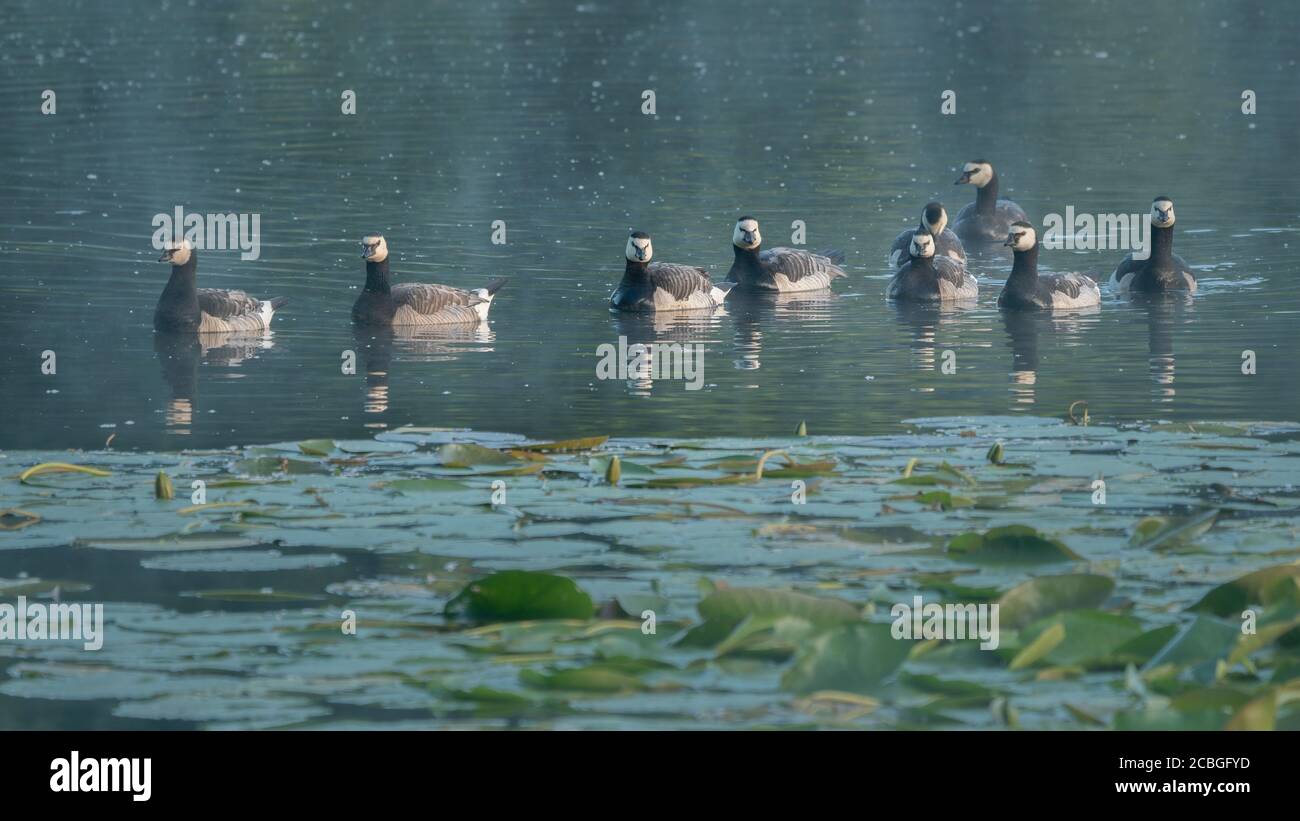Frontal view on group of barnacle geese swimming on the dark water of ...