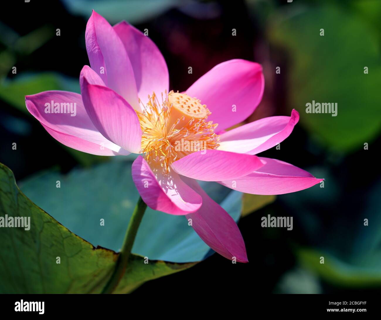 Beautiful photo with pink wonderful lotuses in the lagoon. Example of a ...