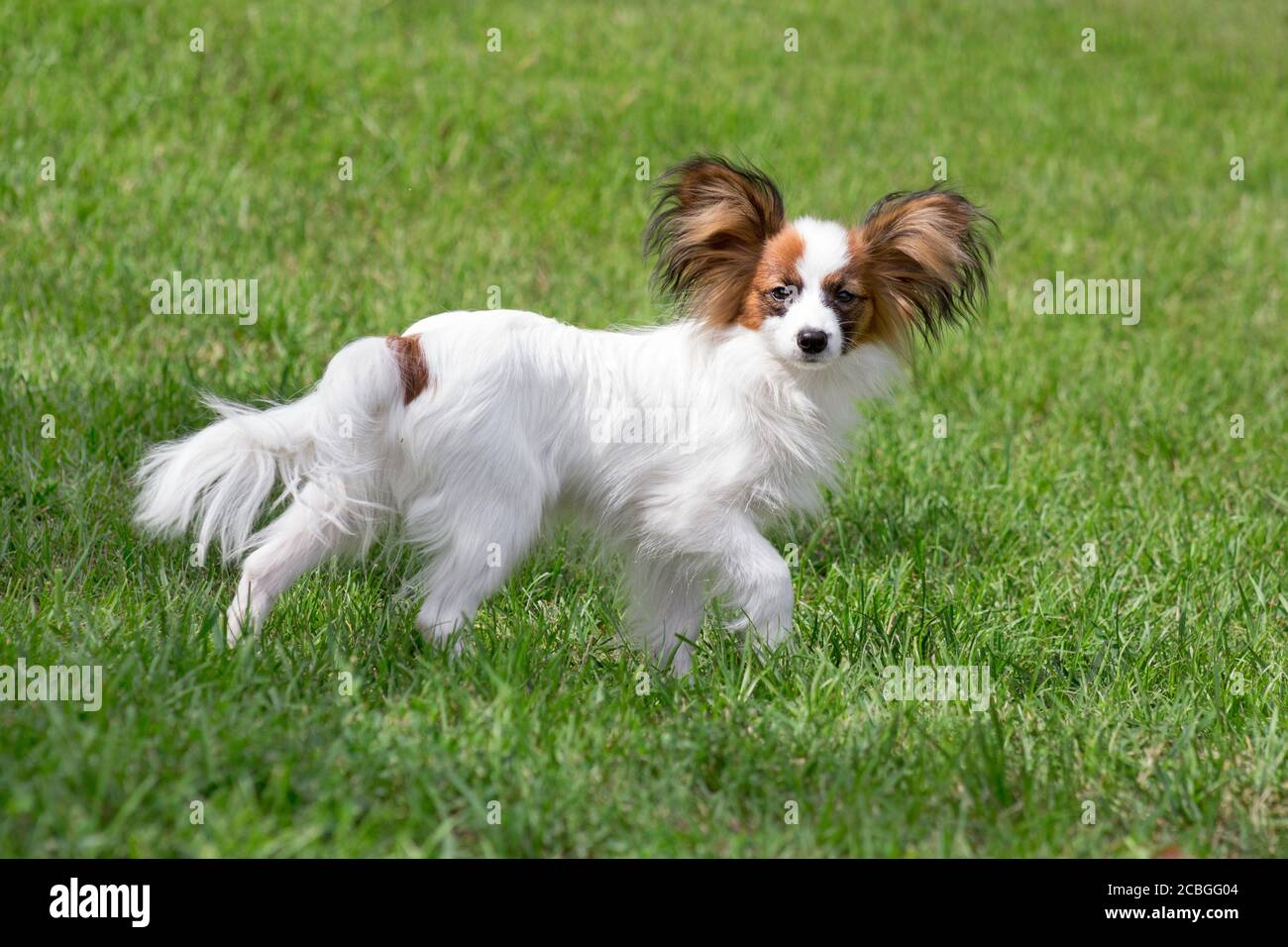 Cute Papillon Dog