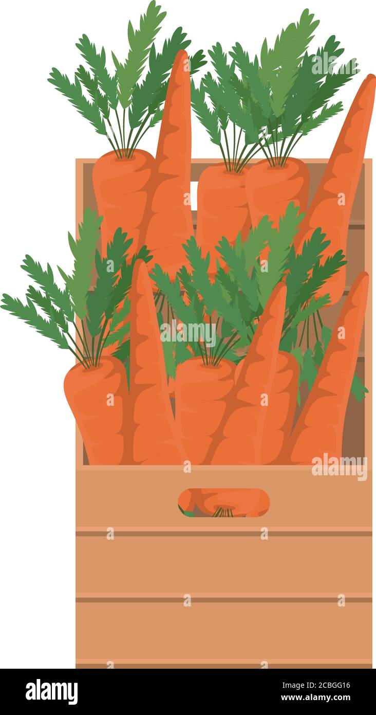 carrots inside box design, Vegetable organic food healthy fresh natural ...