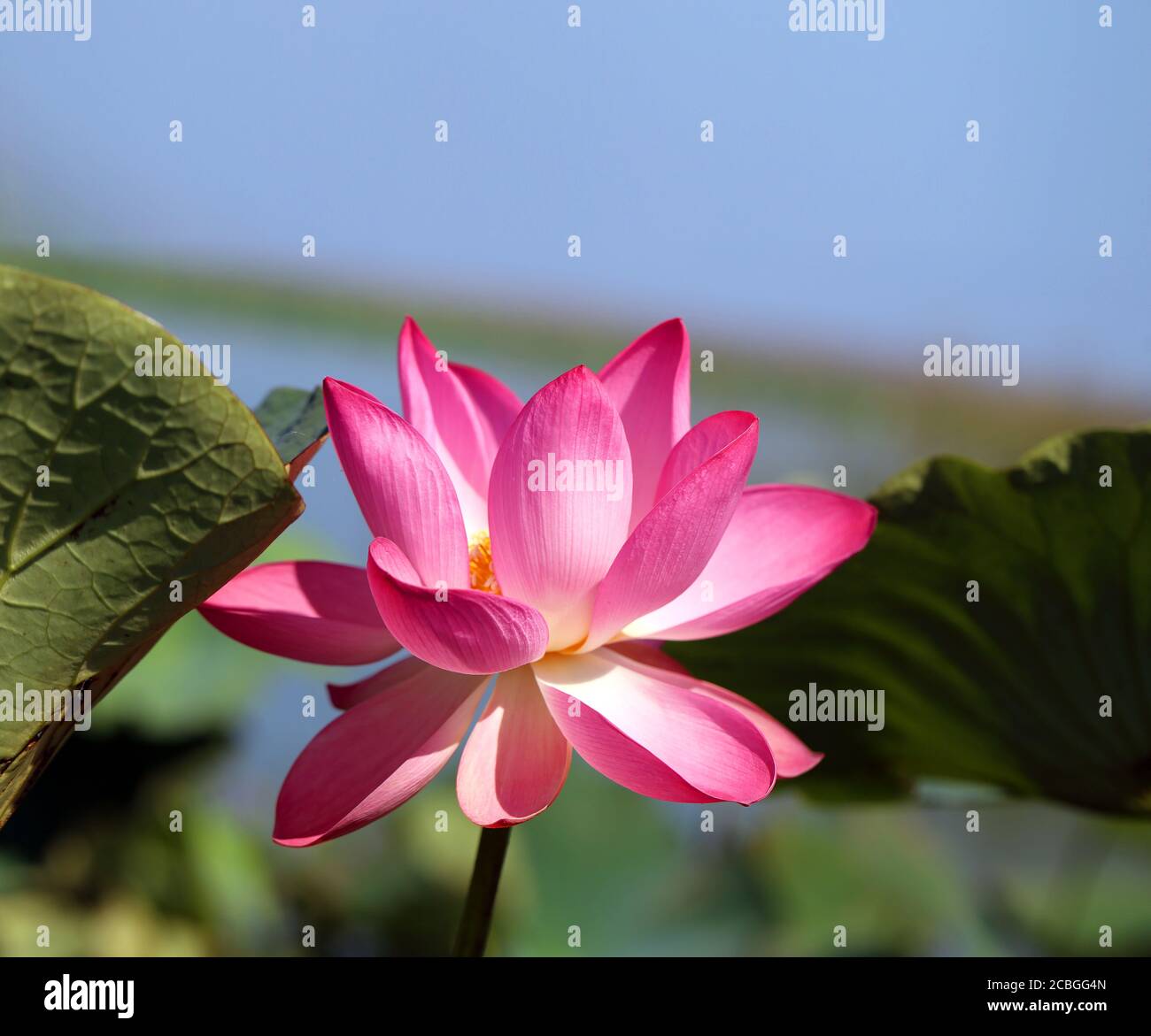 Beautiful photo with pink wonderful lotuses in the lagoon. Example of a ...
