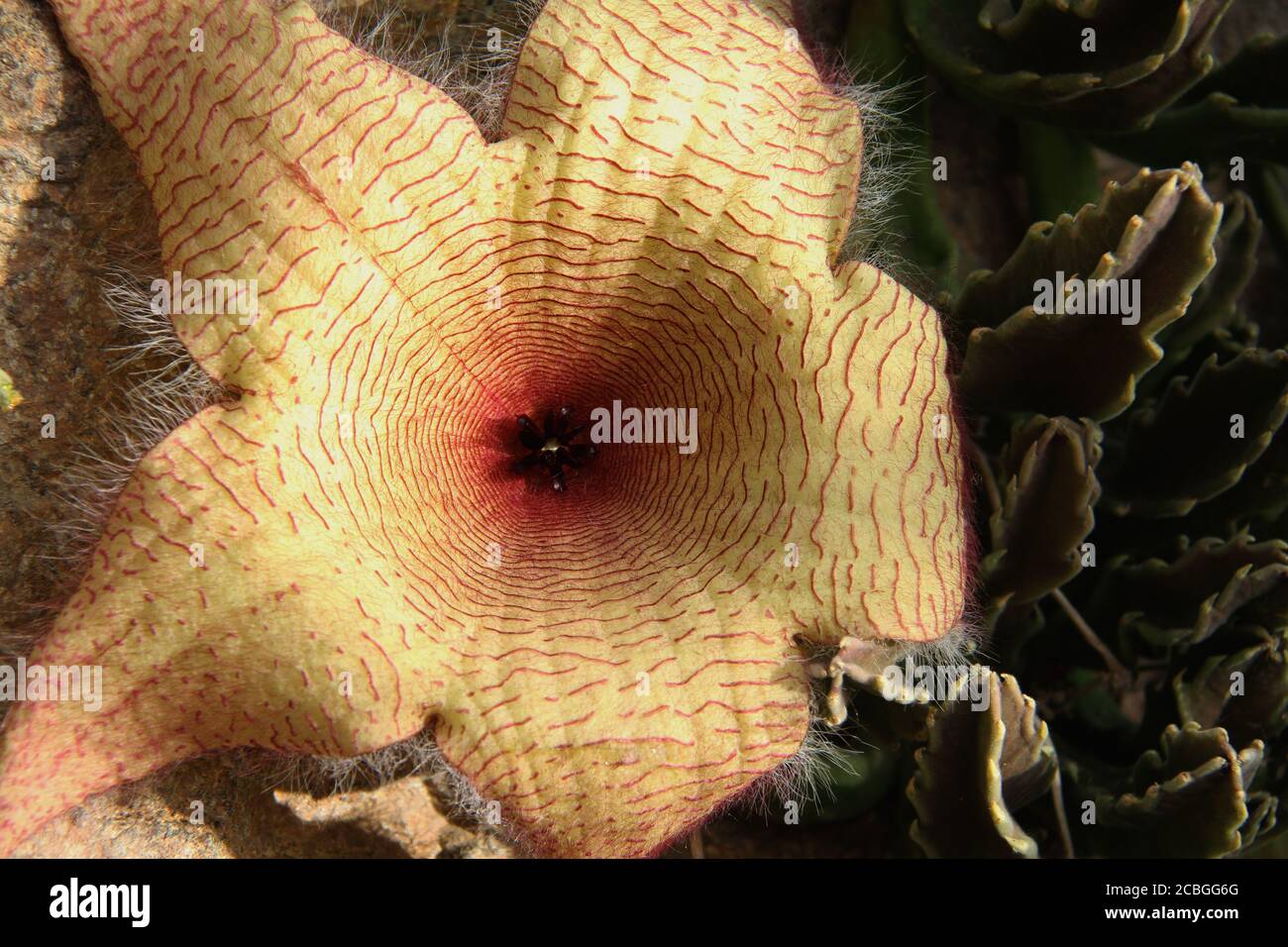 Close-up of a Stapelia gigantea (Carrion flower) in bloom Stock Photo ...