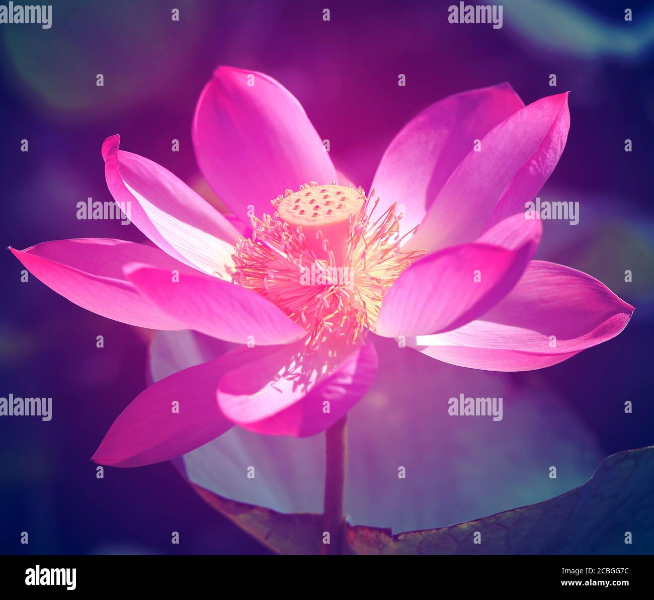 Beautiful photo with pink wonderful lotuses in the lagoon. Example of a ...