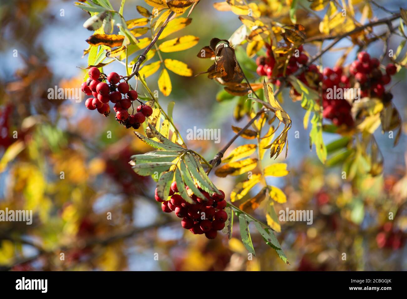 Twig of rowan tree with red ripe berries. Autumn sunny day. Seasons of ...