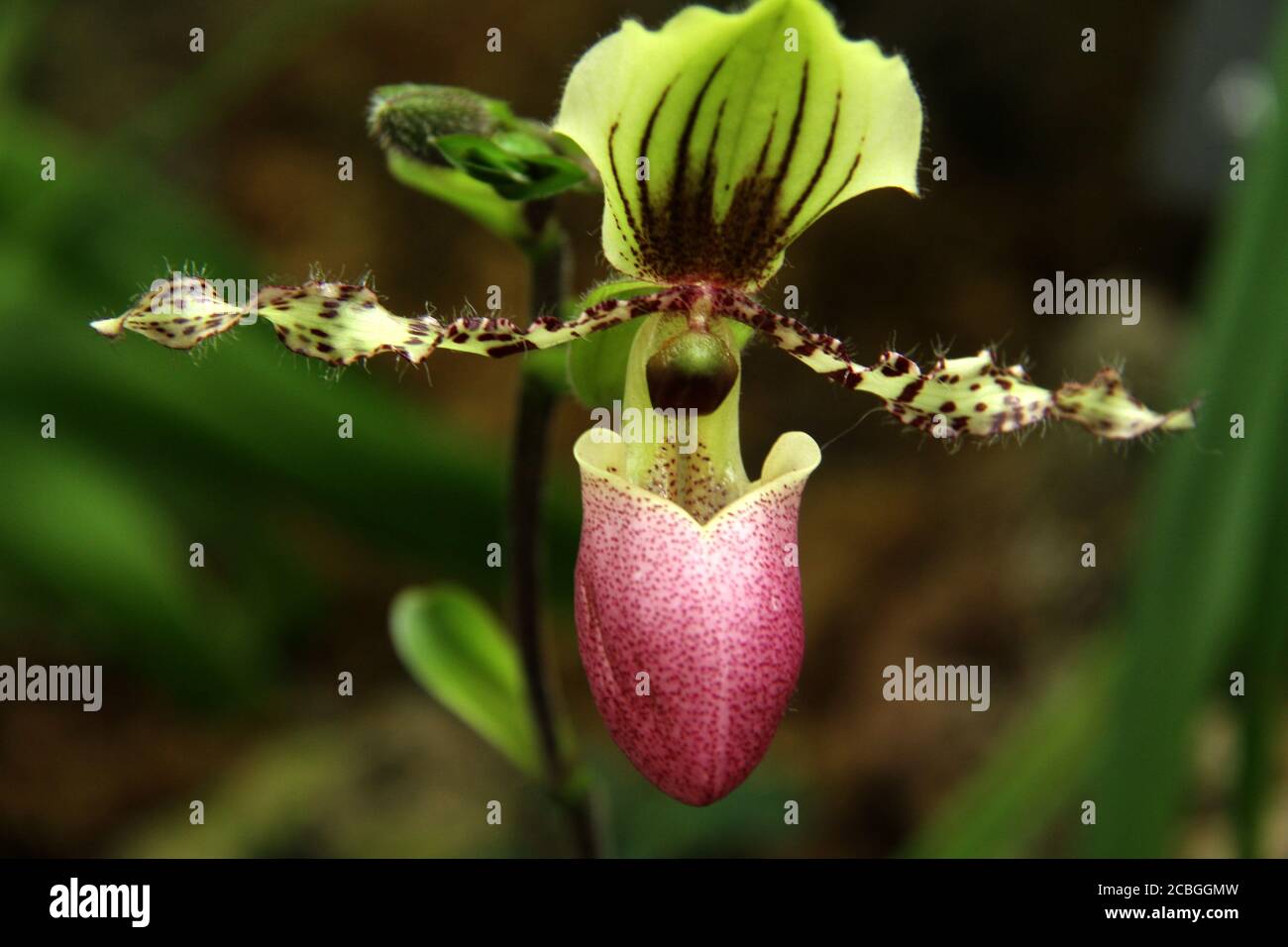 Aerial root orchid hi-res stock photography and images - Alamy
