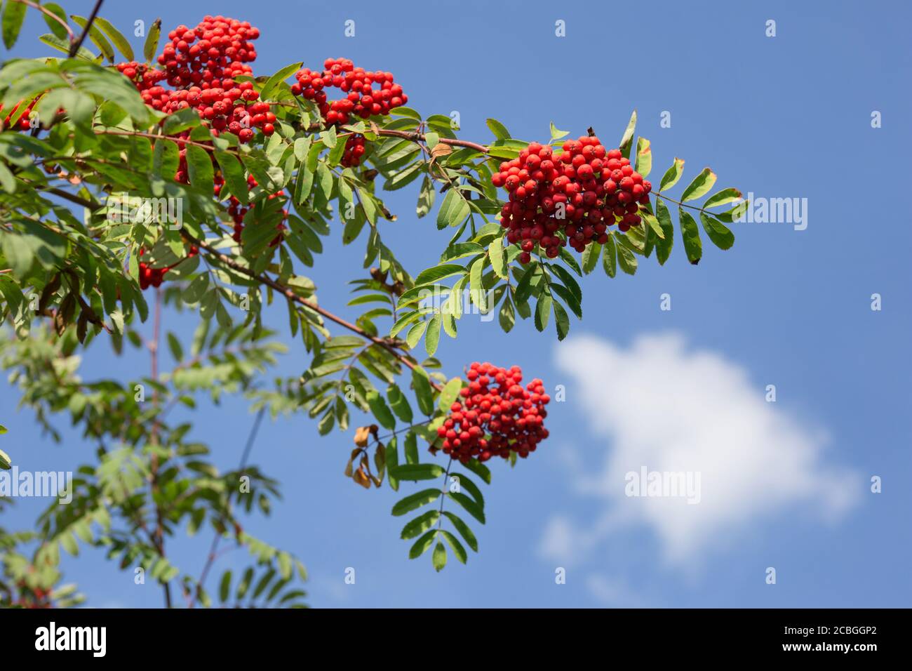 Twig of rowan tree with red ripe berries on a blue sky background ...