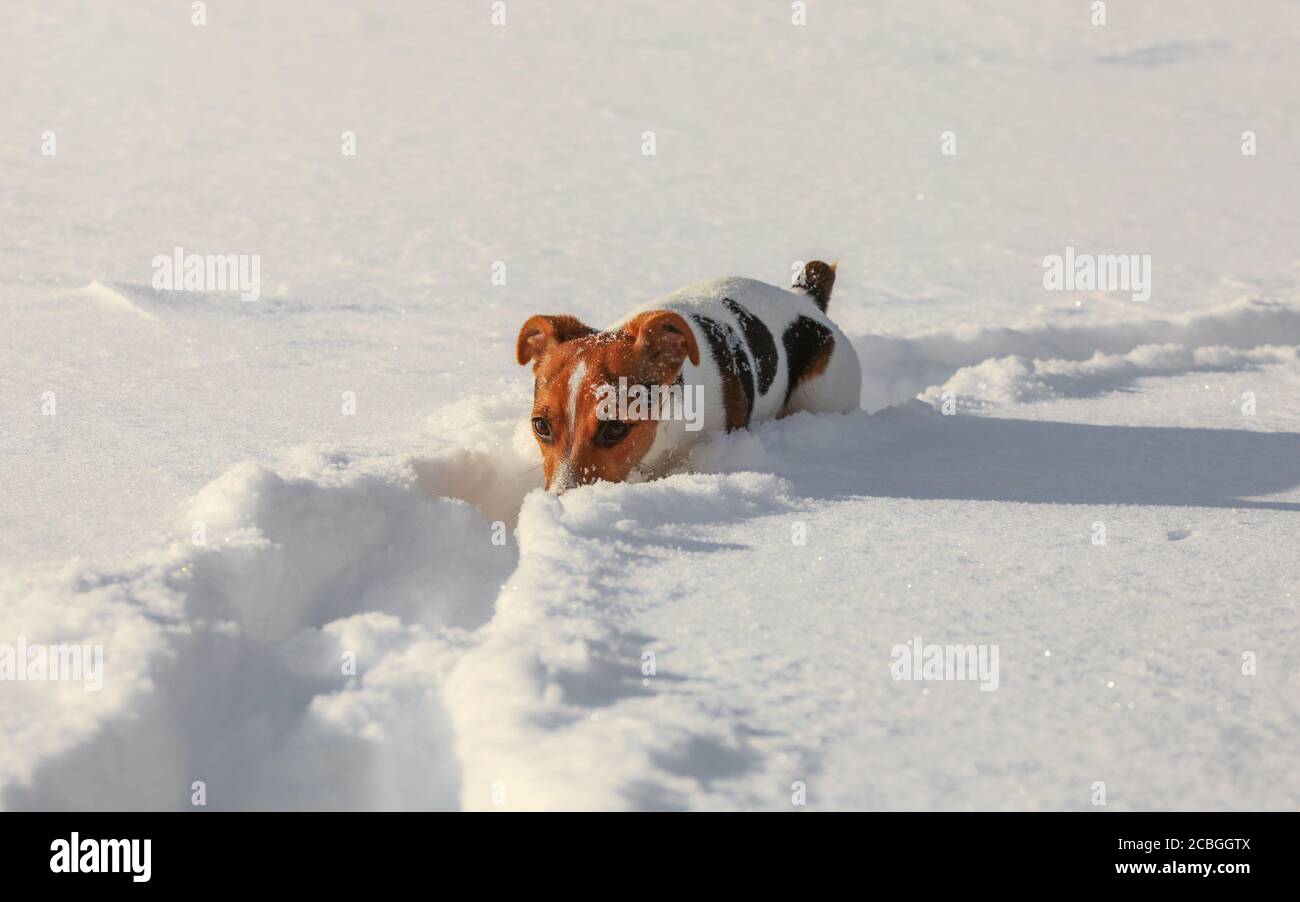 Small Jack Russell terrier wading through deep snow, ice on her nose ...
