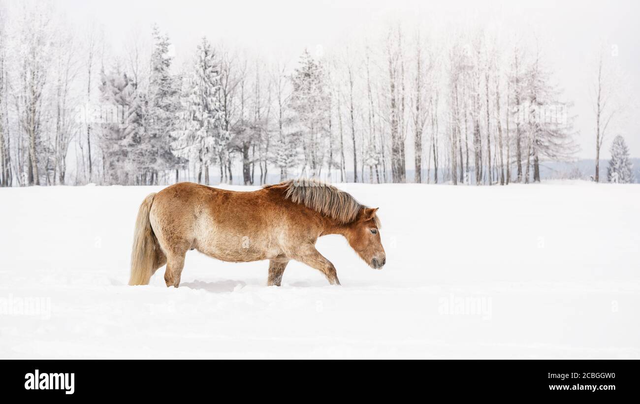 Light brown horse wading through snow on field in winter, blurred trees ...