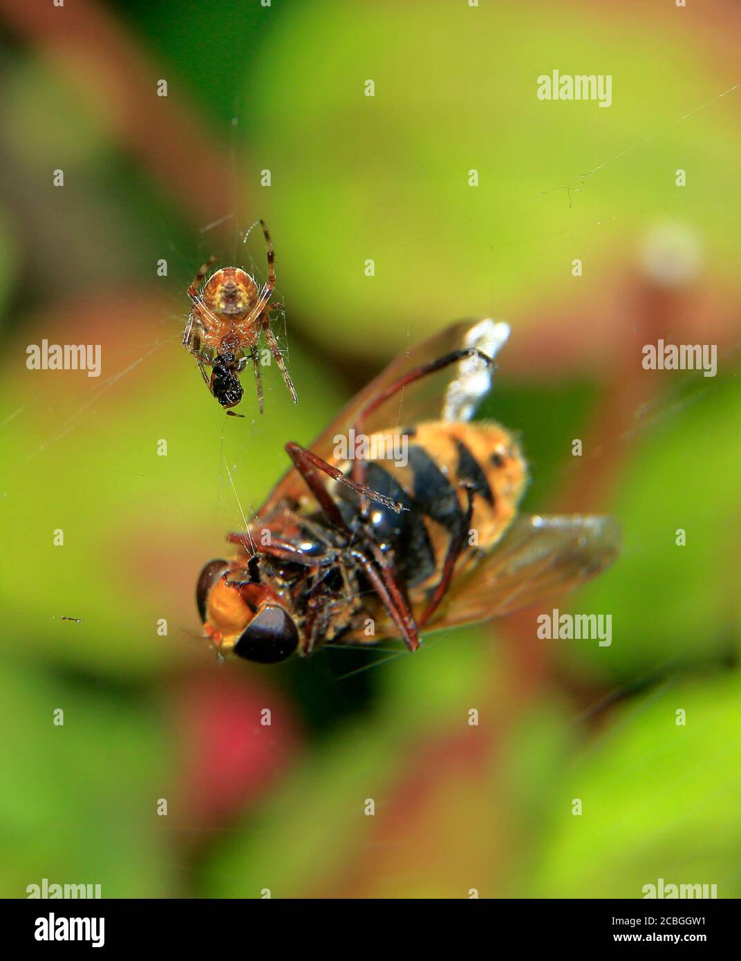 Various Macro Photography credit Ian Fairbrother/Alamy Stock Photos ...