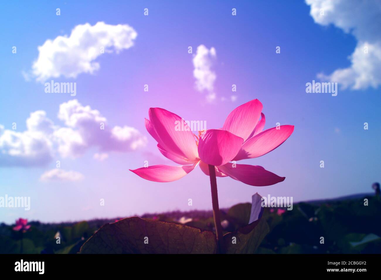 Beautiful photo with pink wonderful lotuses in the lagoon. Example of a ...