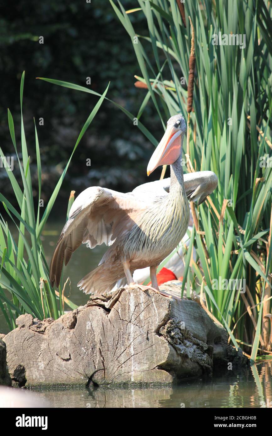 Types of coral reefs hi-res stock photography and images - Alamy