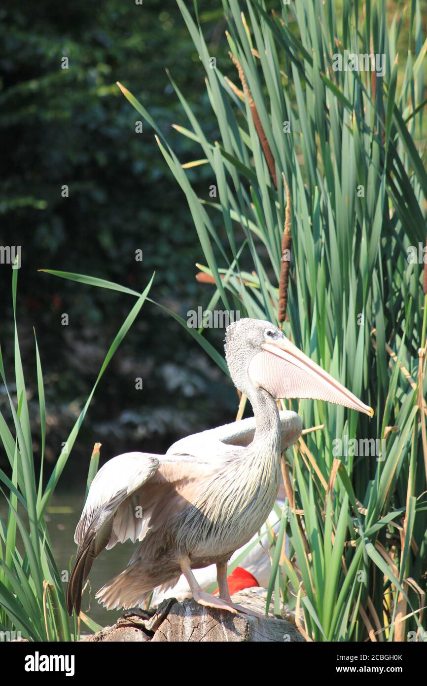 Small pale yellow throat hi-res stock photography and images - Alamy