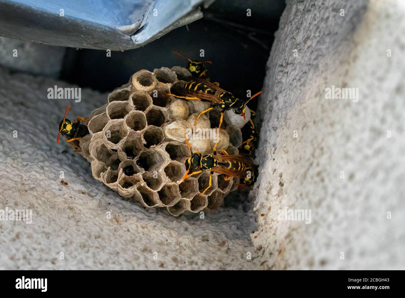European paper wasp. Nest with starting colony. Polistes dominula Stock ...