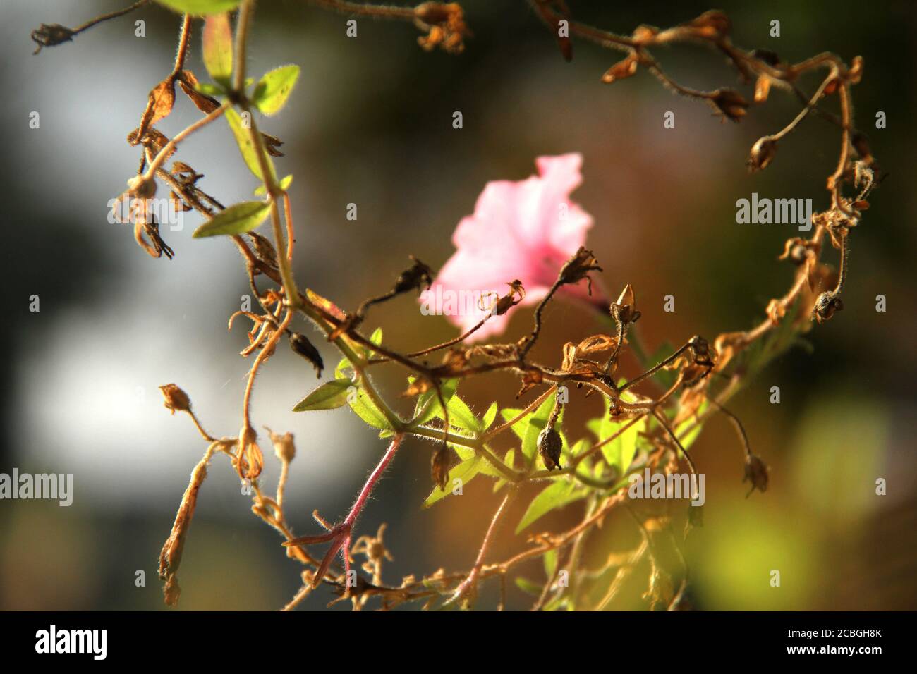Petunia plant's dried seed pods Stock Photo - Alamy