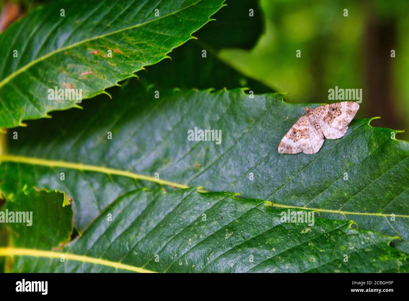 Sativa leaf hi-res stock photography and images - Alamy