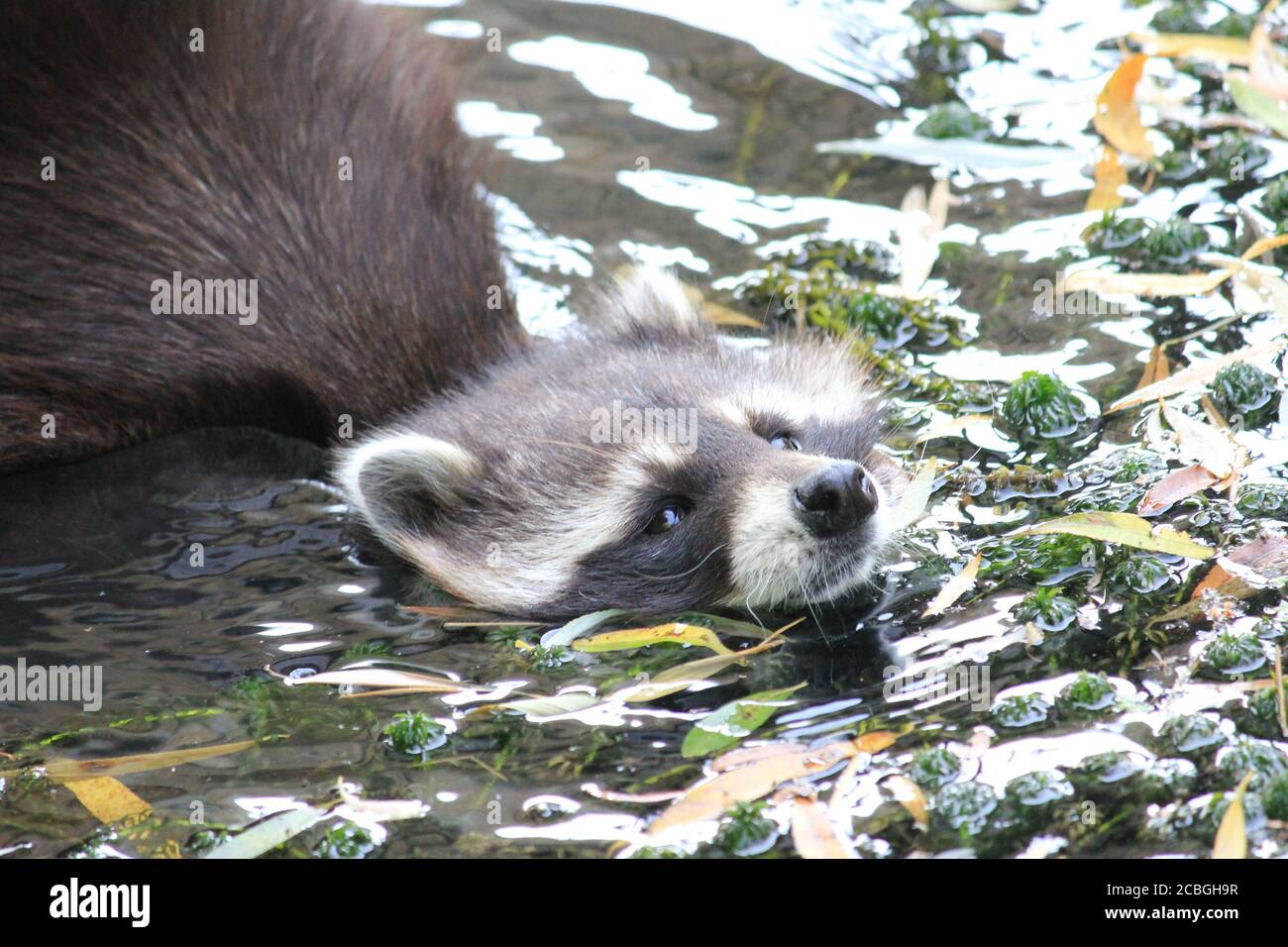 Raccoon in Dierenrijk Mierlo in the Netherlands Stock Photo - Alamy
