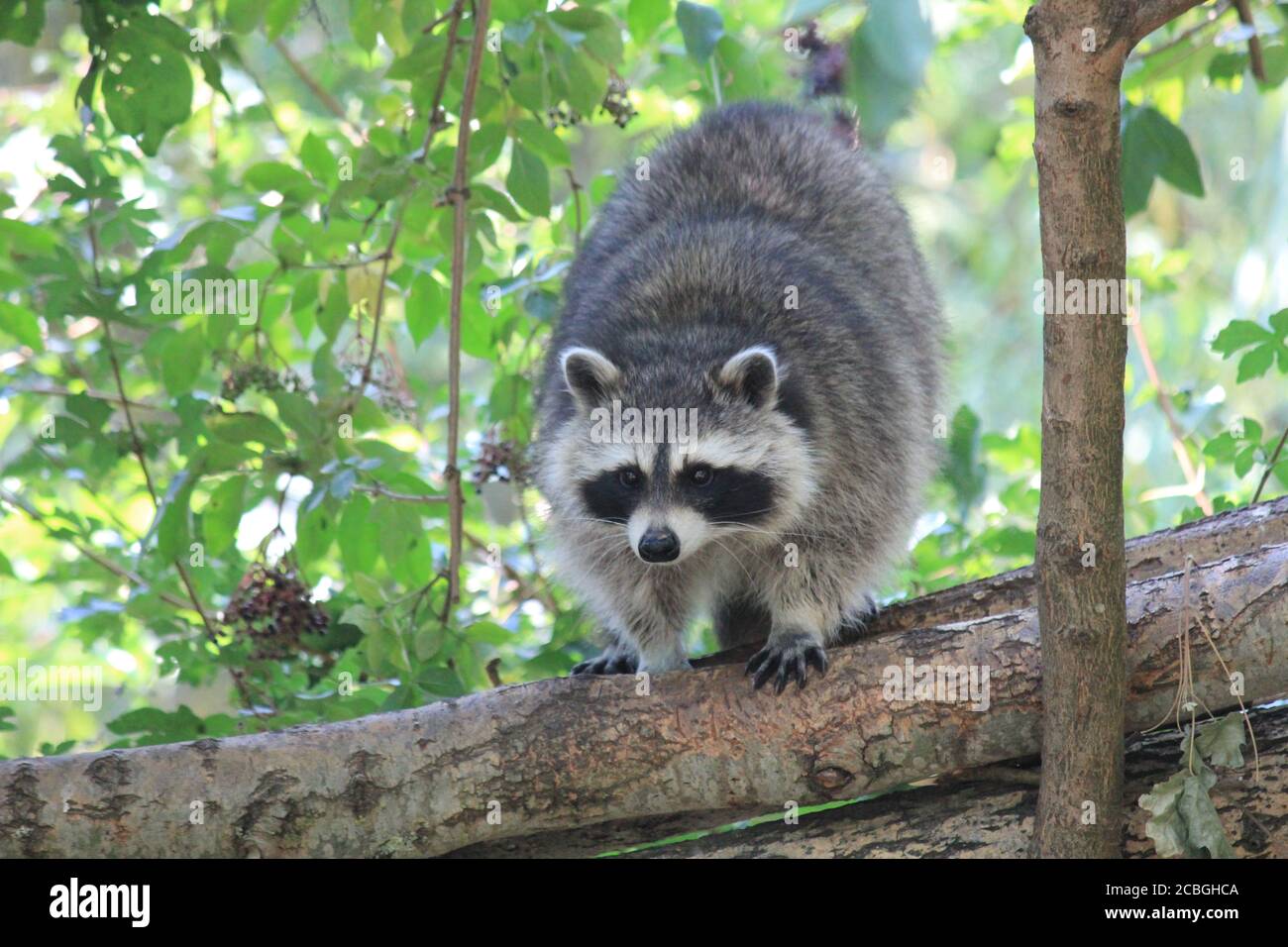 Raccoon in Dierenrijk Mierlo in the Netherlands Stock Photo - Alamy