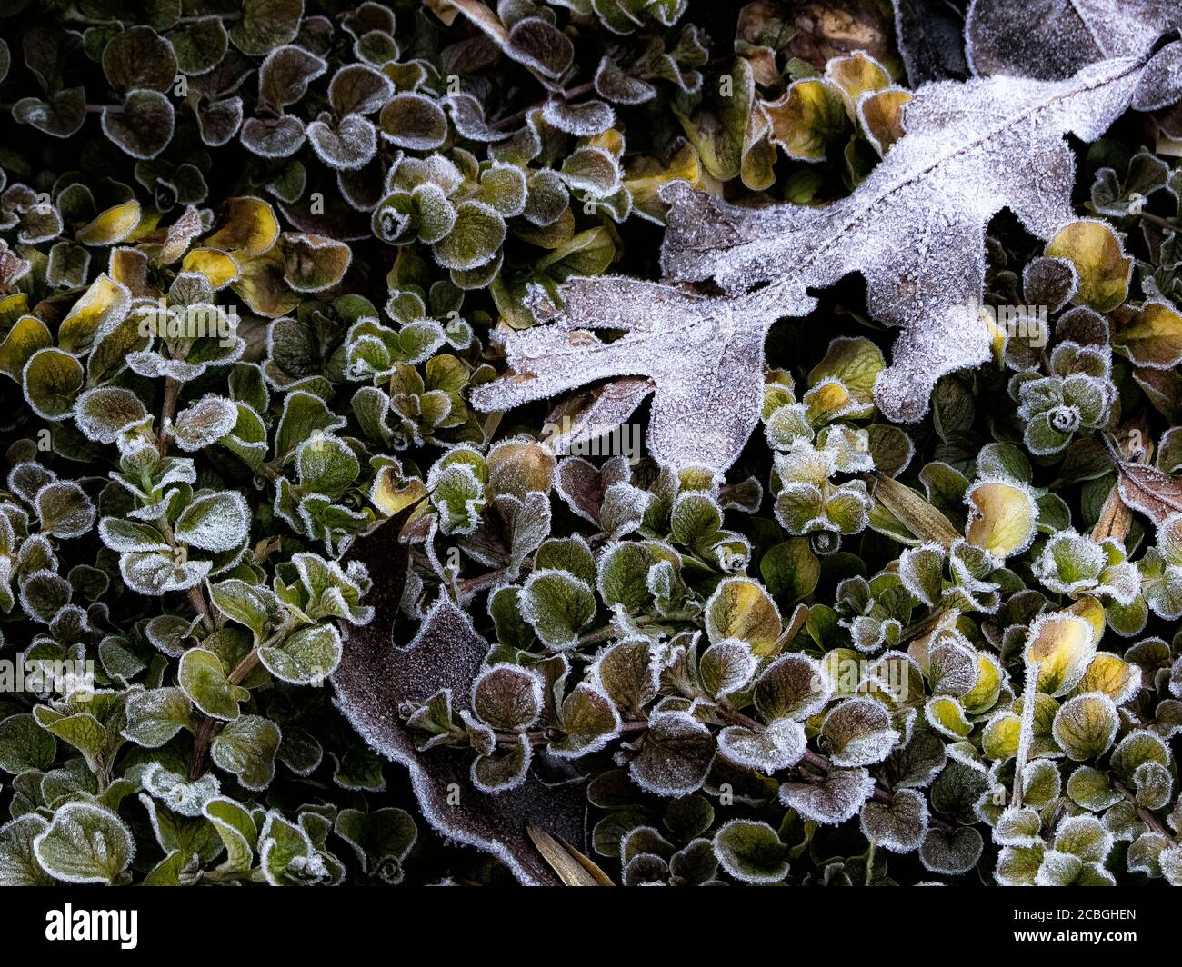 Frost Tipped Plants in Garden Stock Photo - Alamy