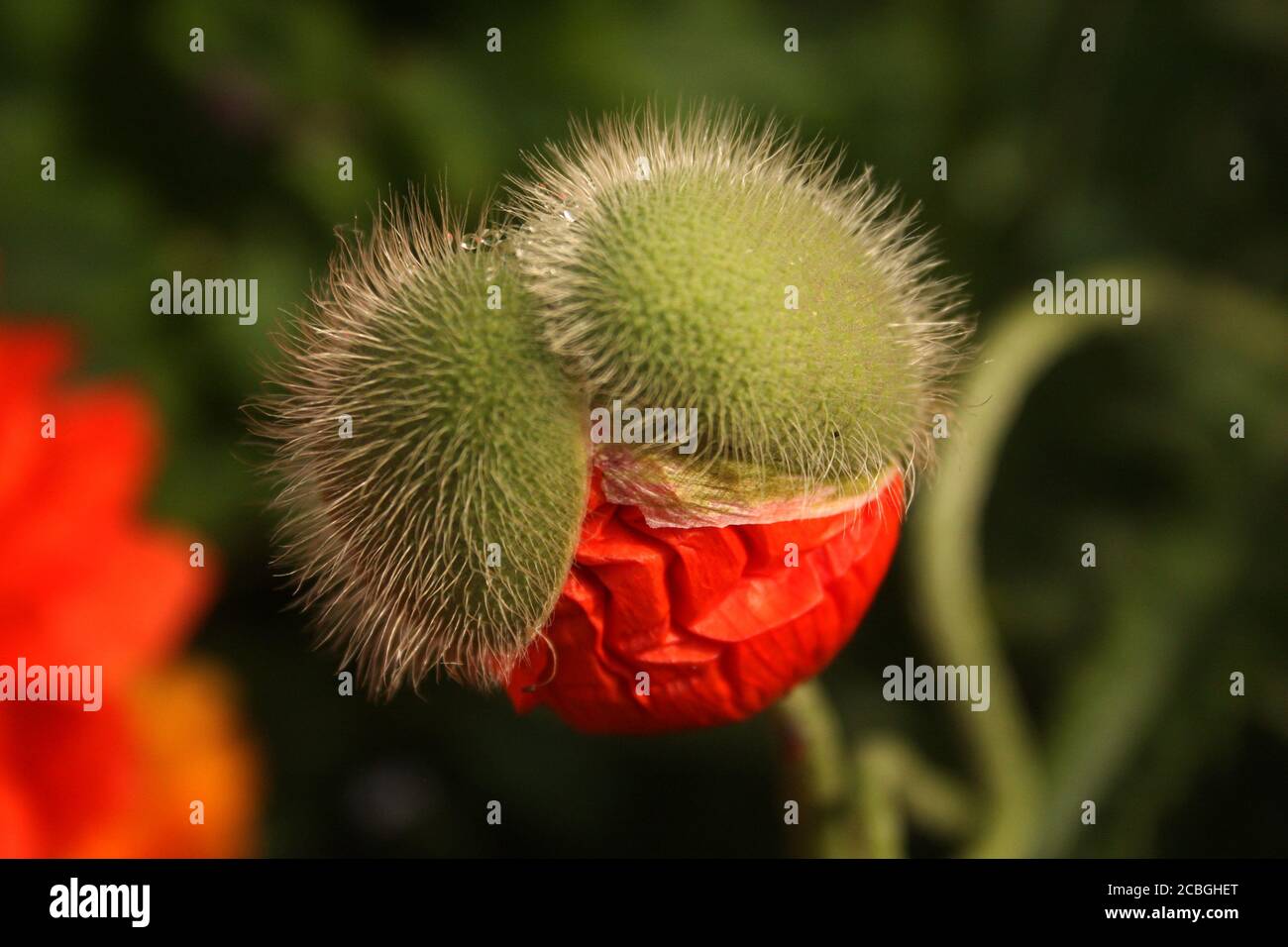 Close up opening poppy hi-res stock photography and images - Alamy