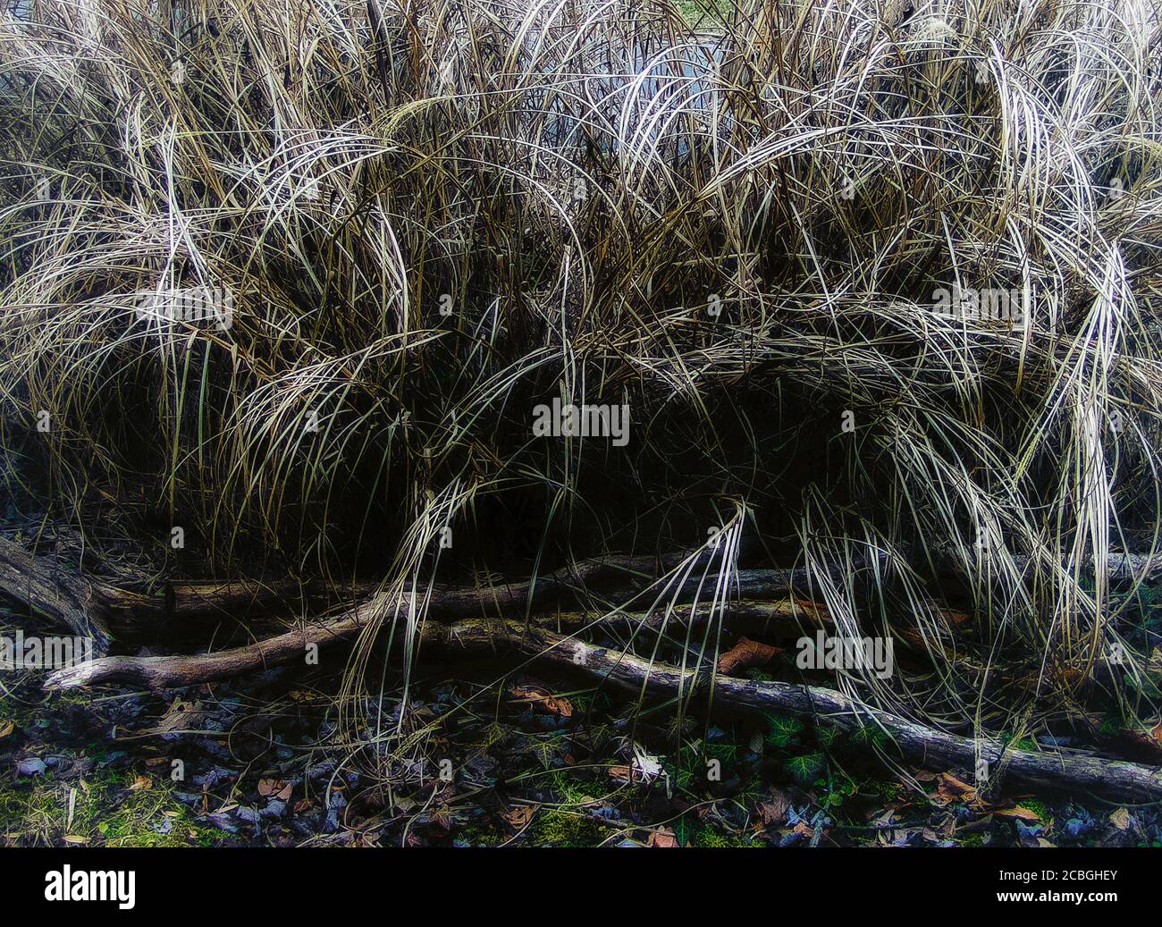 Ornamental Grass in winter Stock Photo - Alamy