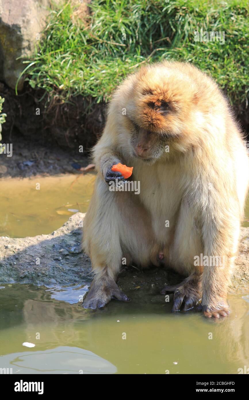 Monkey social structure hi-res stock photography and images - Alamy