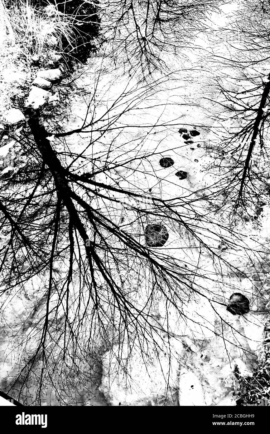 Black and White garden Abstracts Stock Photo - Alamy