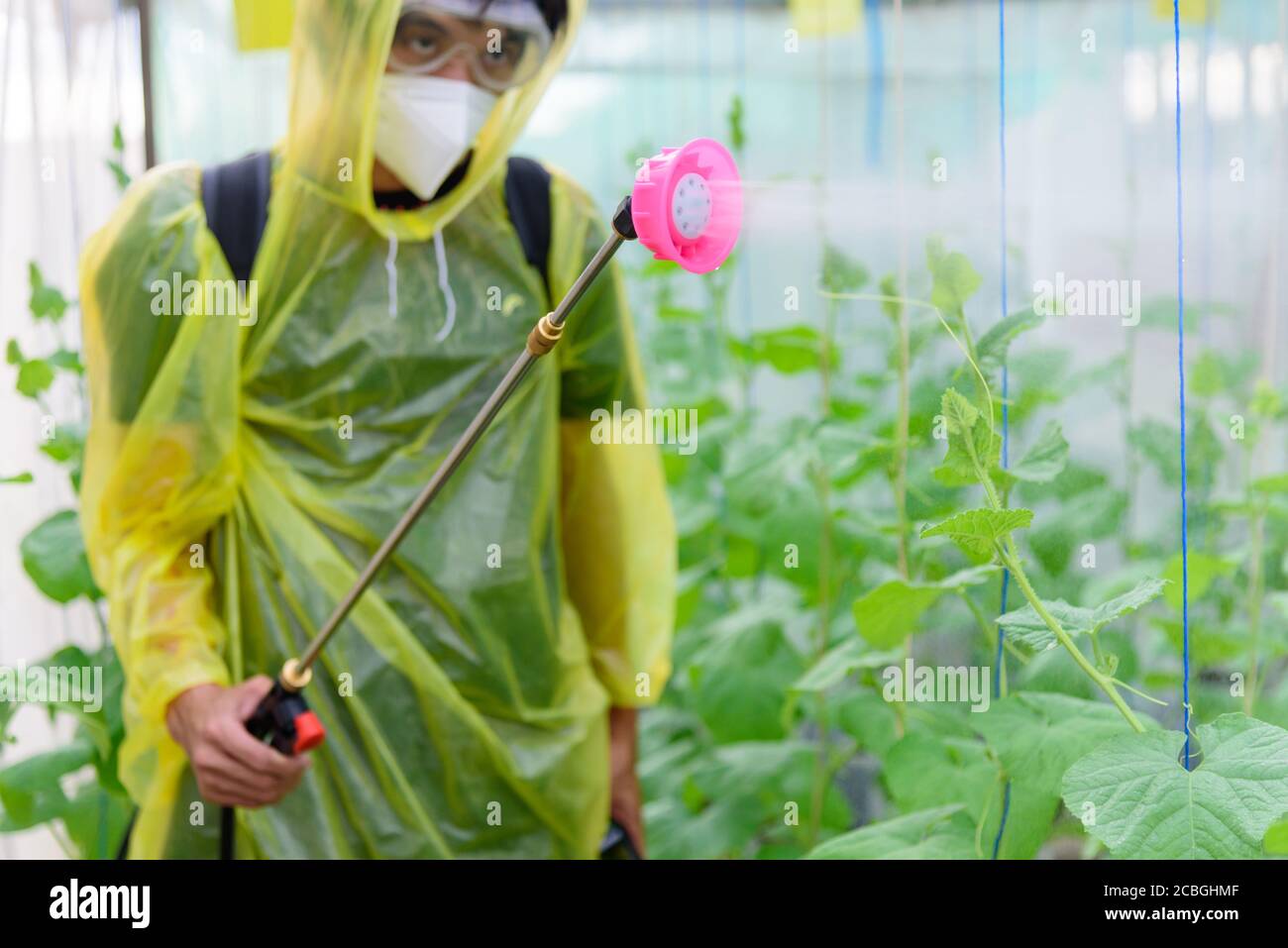 Farmer spraying the Insecticide in melon farm for protect it from ...