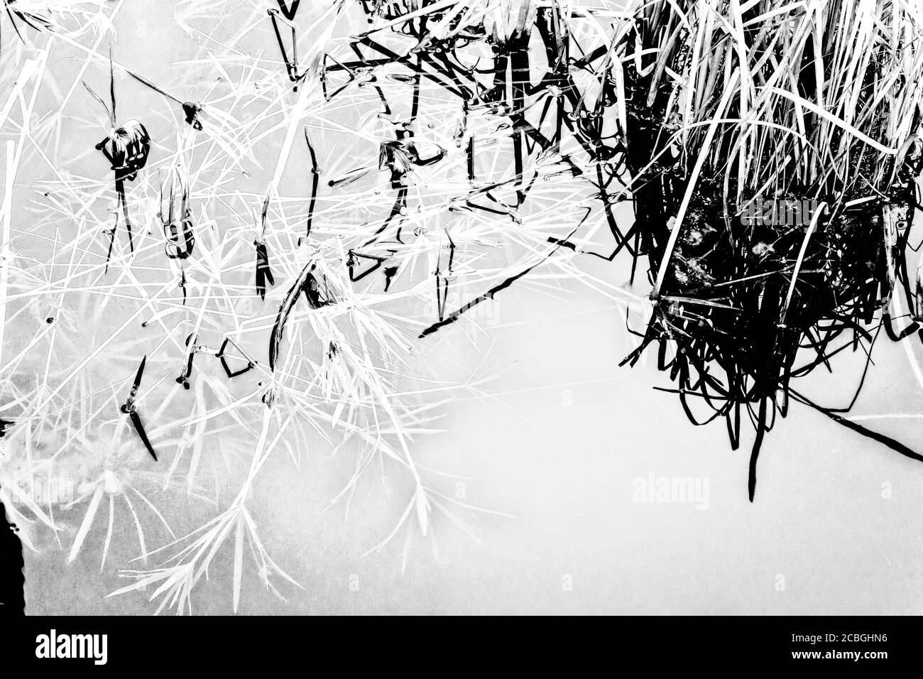 Reeds in Water Stock Photo - Alamy