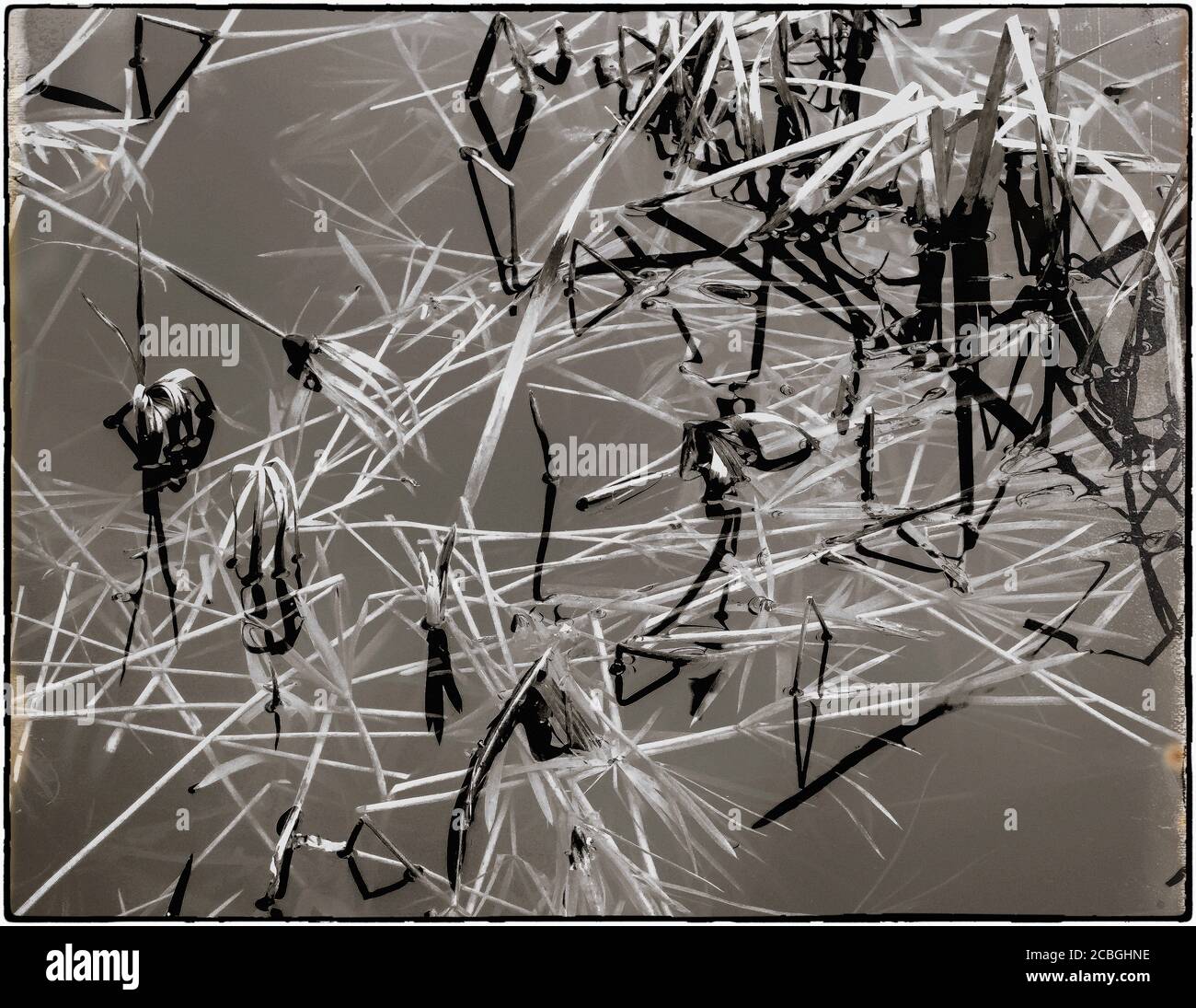 Reeds water Cut Out Stock Images & Pictures - Alamy