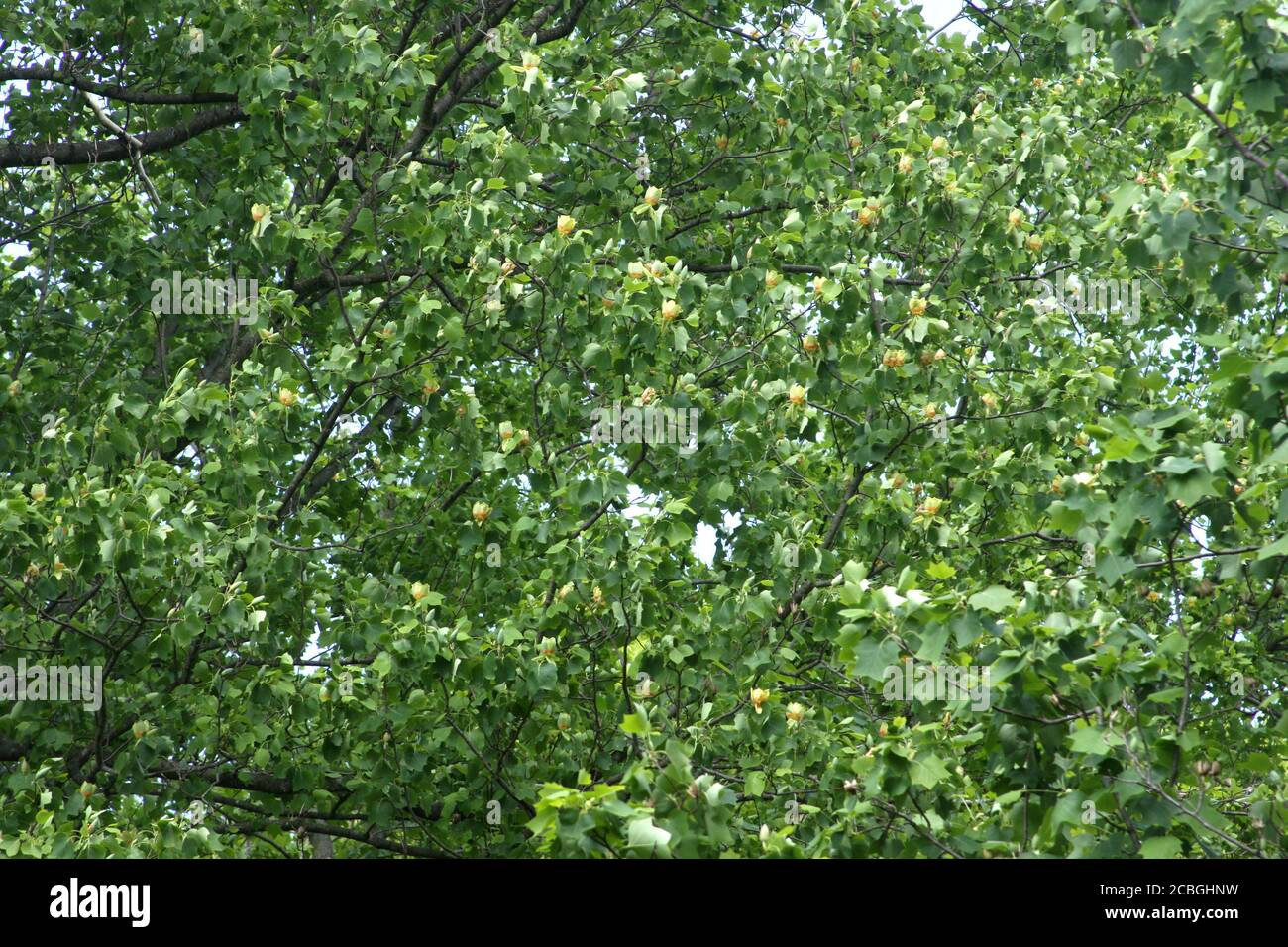 Tulip tree in bloom Stock Photo - Alamy
